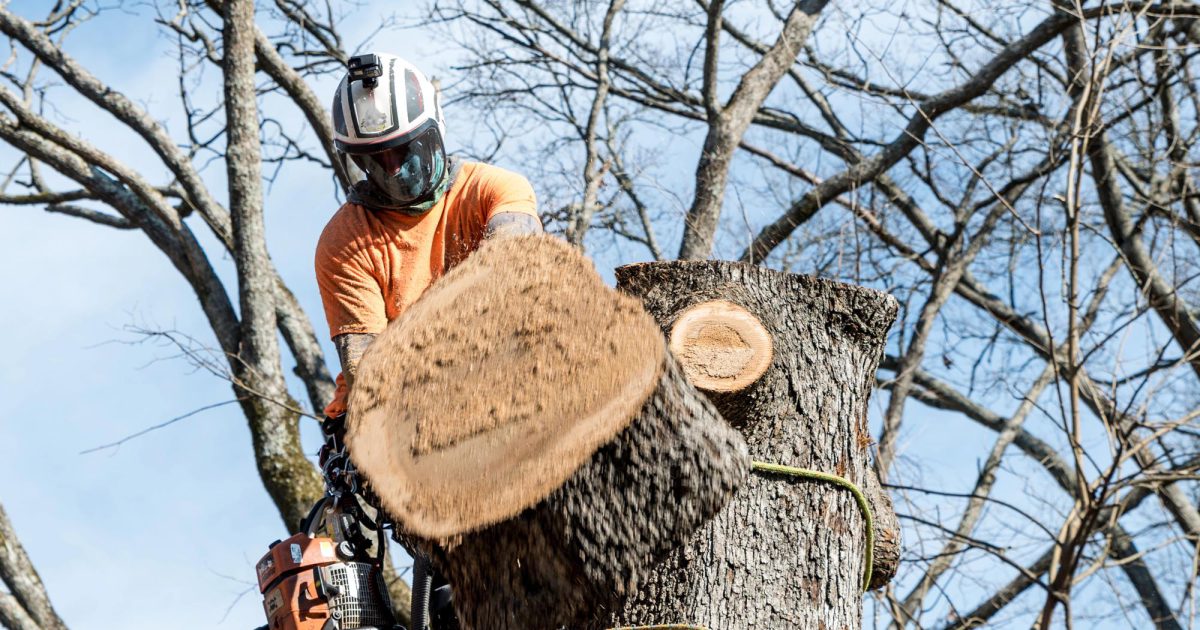 Tree Cutting Havelock North | Trusted & Affordable Tree Cutting